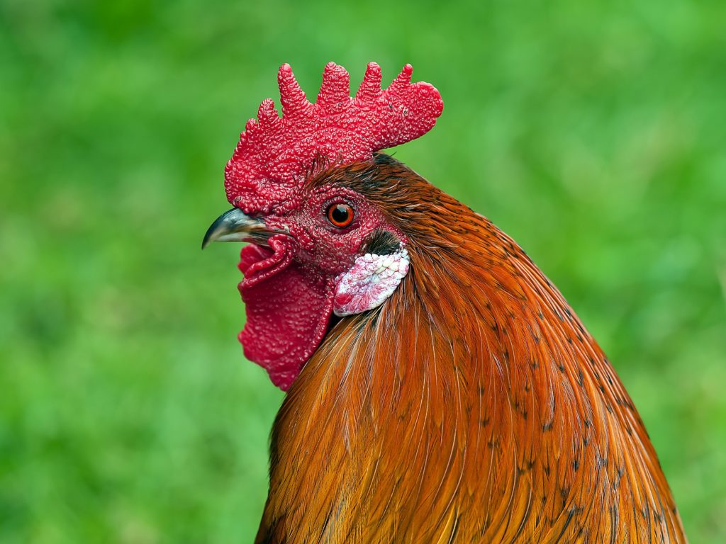 Is My Chicken a Rooster or Hen? 6 Methods You Can Use to Tell Them ...